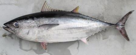 İzmir Büyükşehir Belediyesi - E-İşlem Merkezi